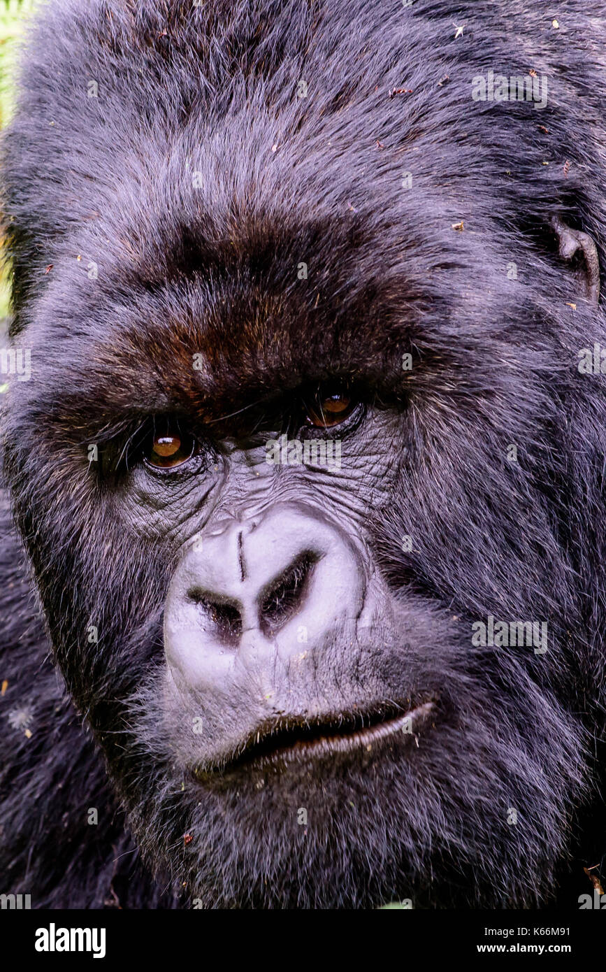 Silverback Gorilla Face High Resolution Stock Photography and Images ...