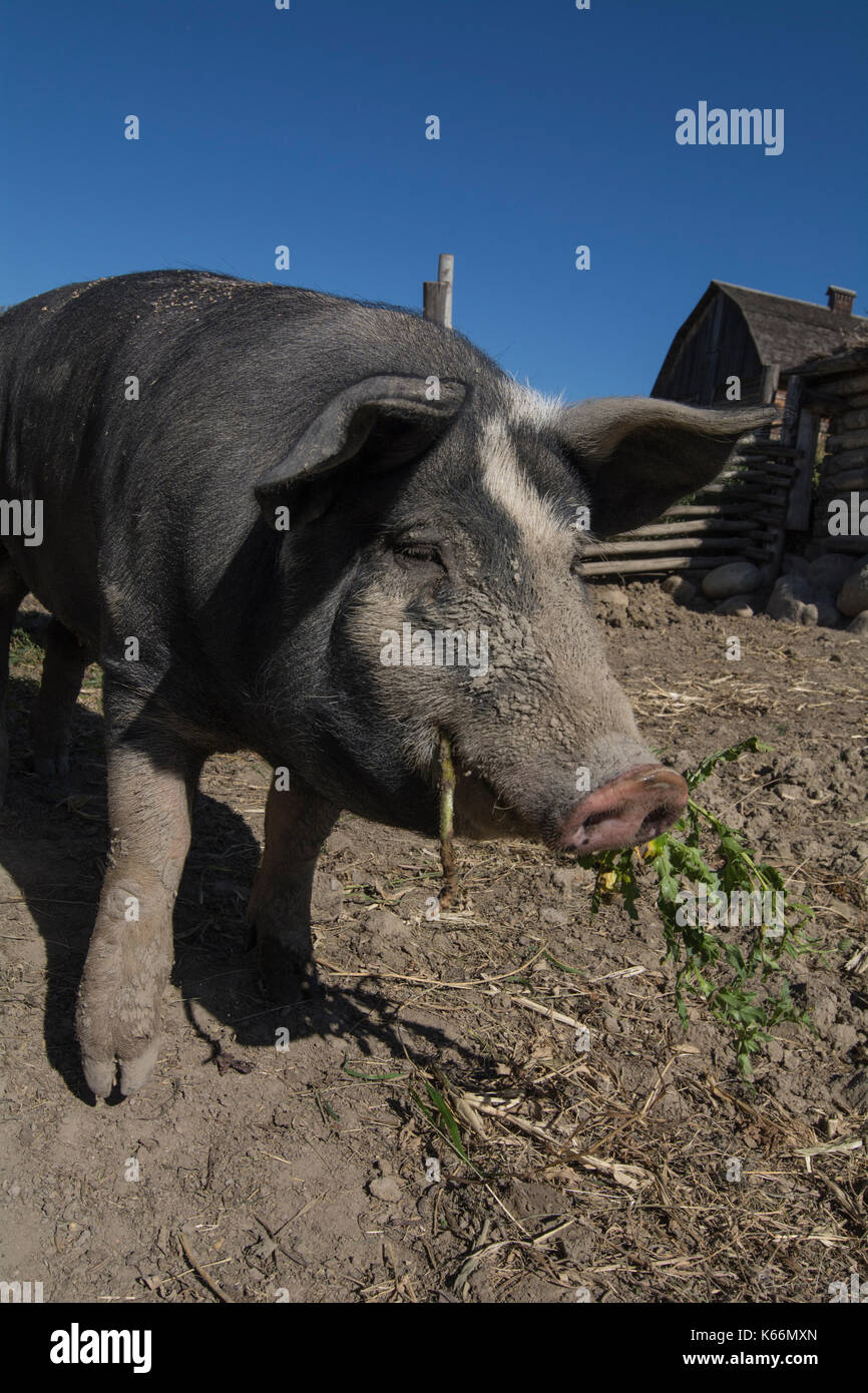 Domestic pig on a farm in the Ukrainian Cultural Heritage Village ...