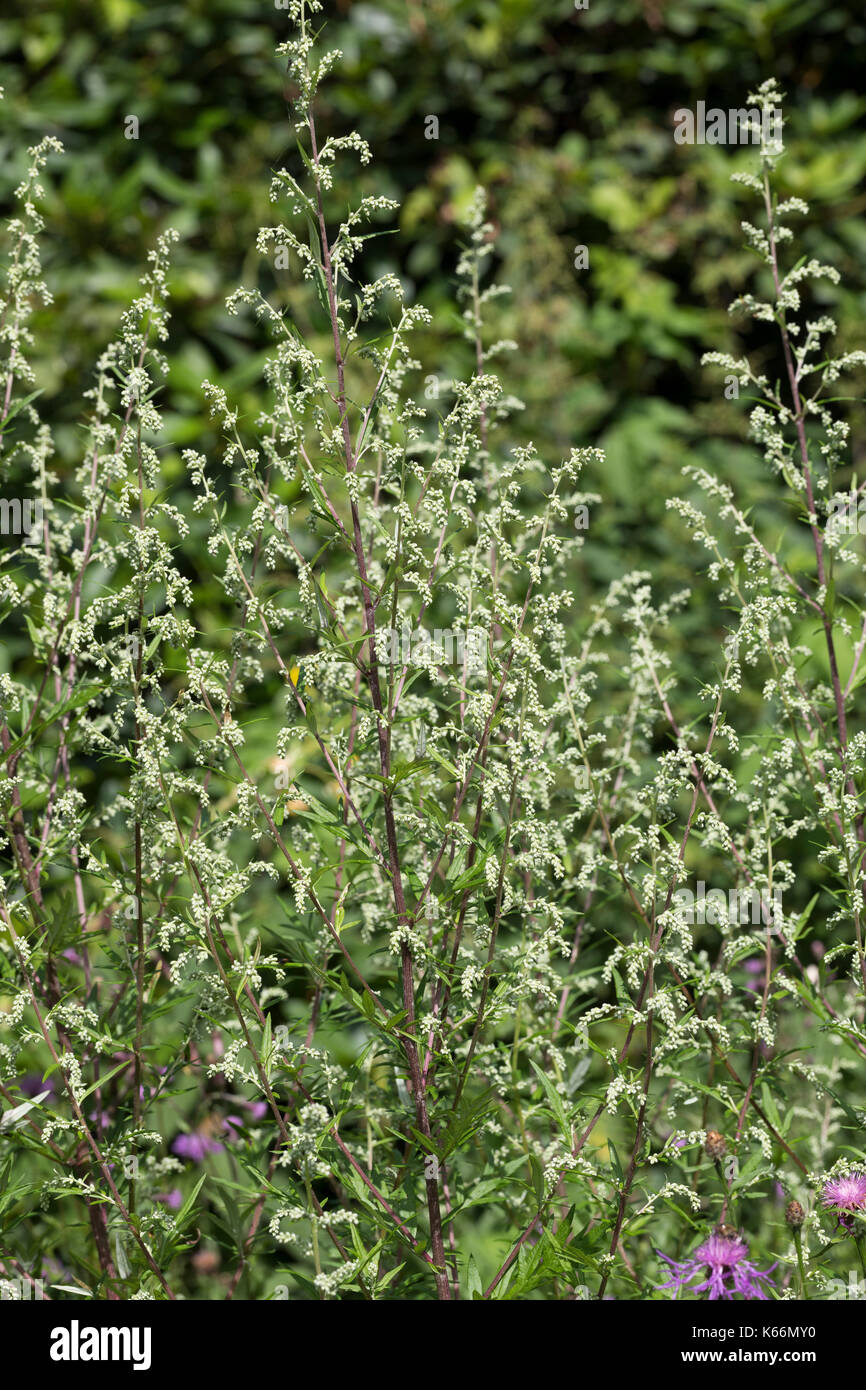 Gewöhnlicher Beifuß, Beifuss, Artemisia vulgaris, Mugwort, common ...