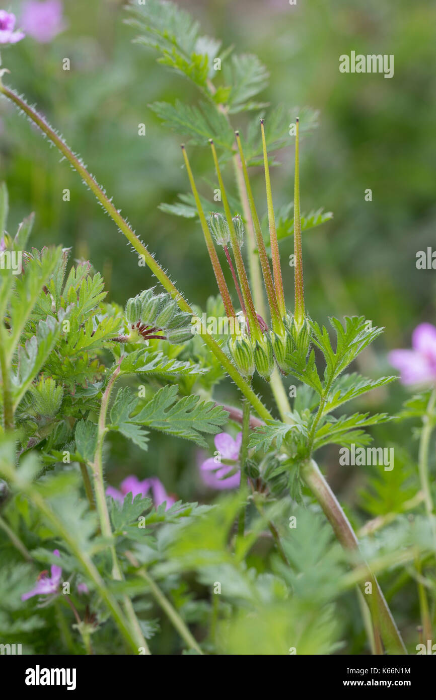 Gewöhnlicher Reiherschnabel, Schierlingsblättriger Reiherschnabel ...
