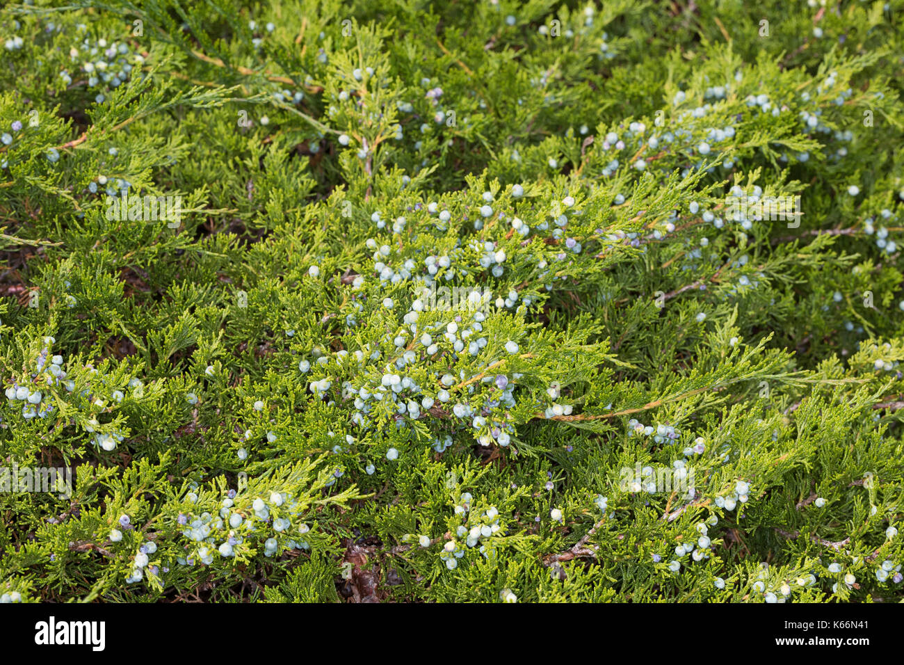 Savin trees hi-res stock photography and images - Alamy