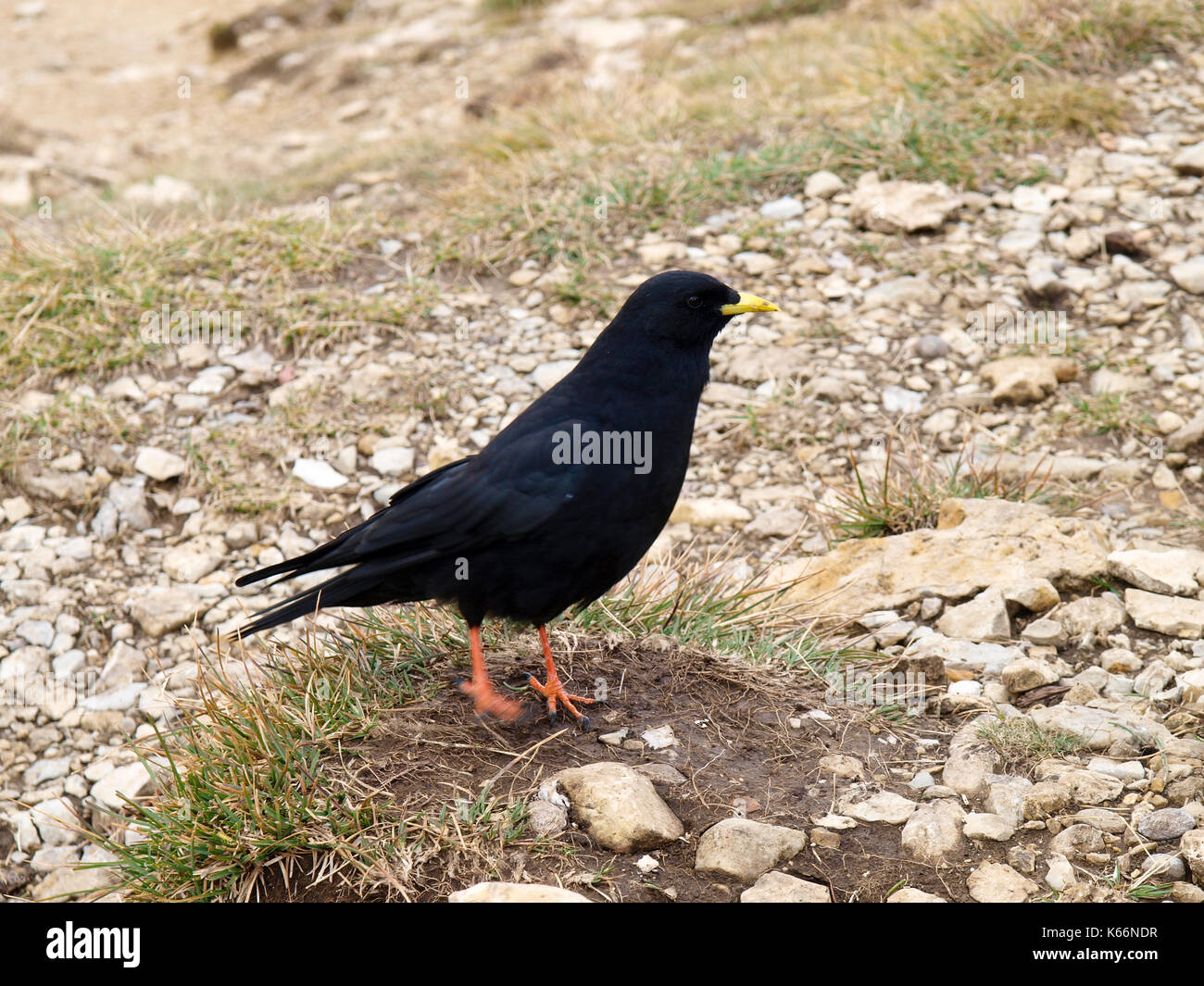 Dolomites, Italy: Crow looking for food on the ground between the ...