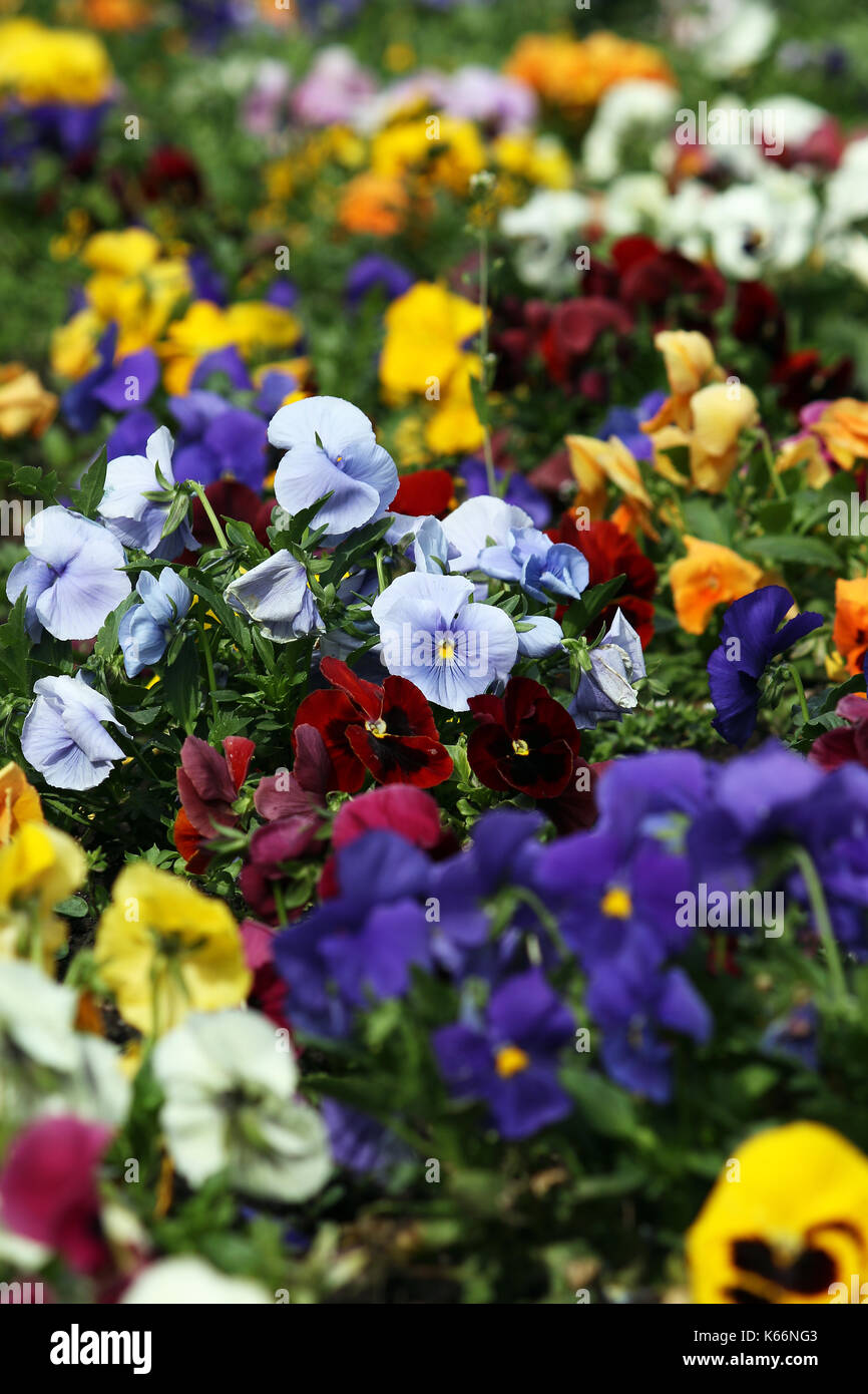 Pansy flower garden hi-res stock photography and images - Alamy