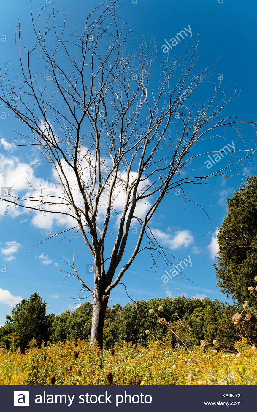 Washington Elm Stock Photos & Washington Elm Stock Images - Alamy