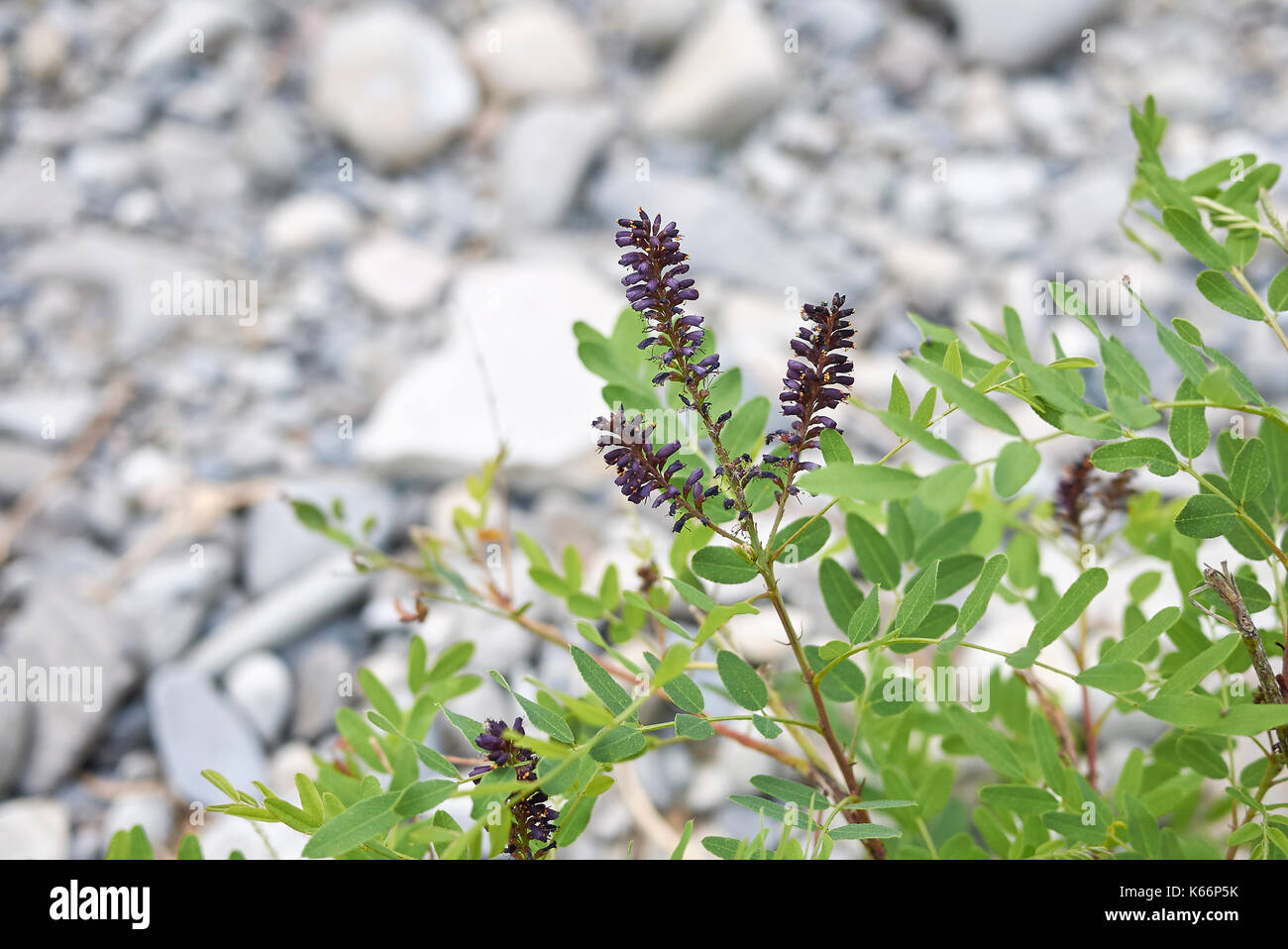 Amorpha fruticosa bloom Stock Photo - Alamy