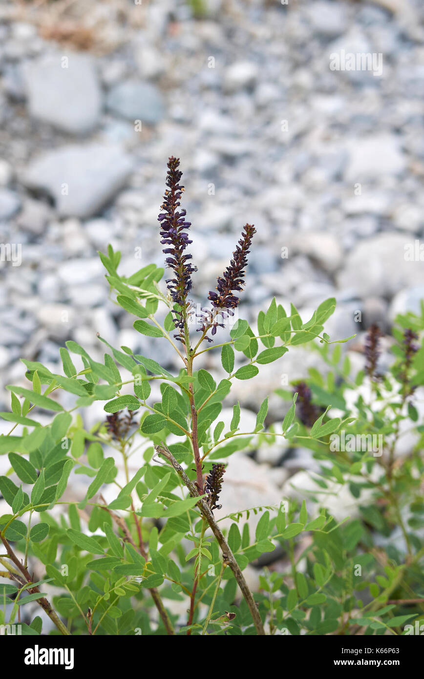 Amorpha fruticosa bloom Stock Photo - Alamy