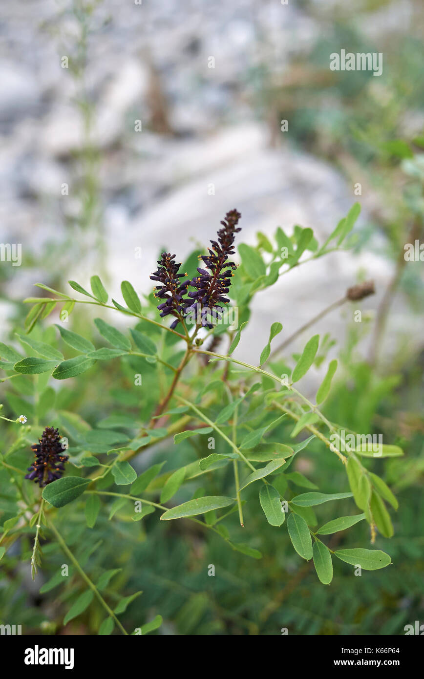 Amorpha fruticosa bloom Stock Photo - Alamy