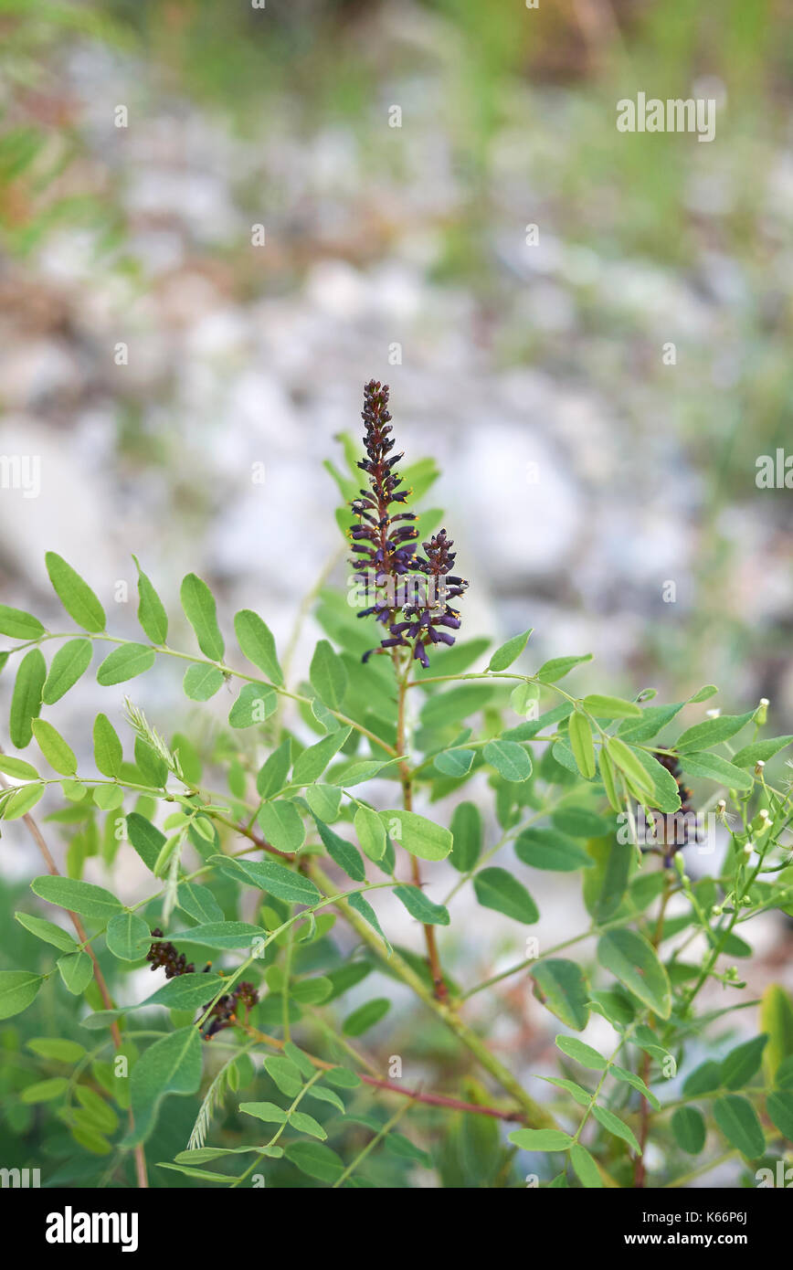 Amorpha fruticosa bloom Stock Photo - Alamy