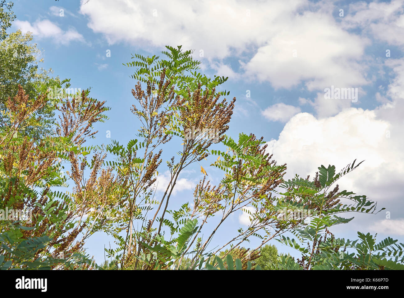 Amorpha fruticosa seeds Stock Photo - Alamy