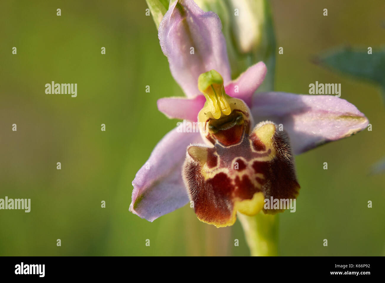 Ophrys apifera close up Stock Photo - Alamy