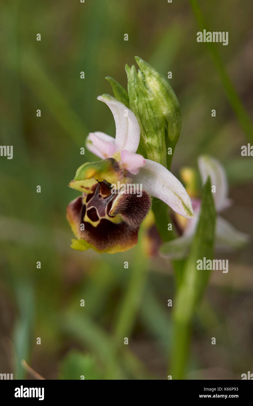 Ophrys apifera close up Stock Photo - Alamy