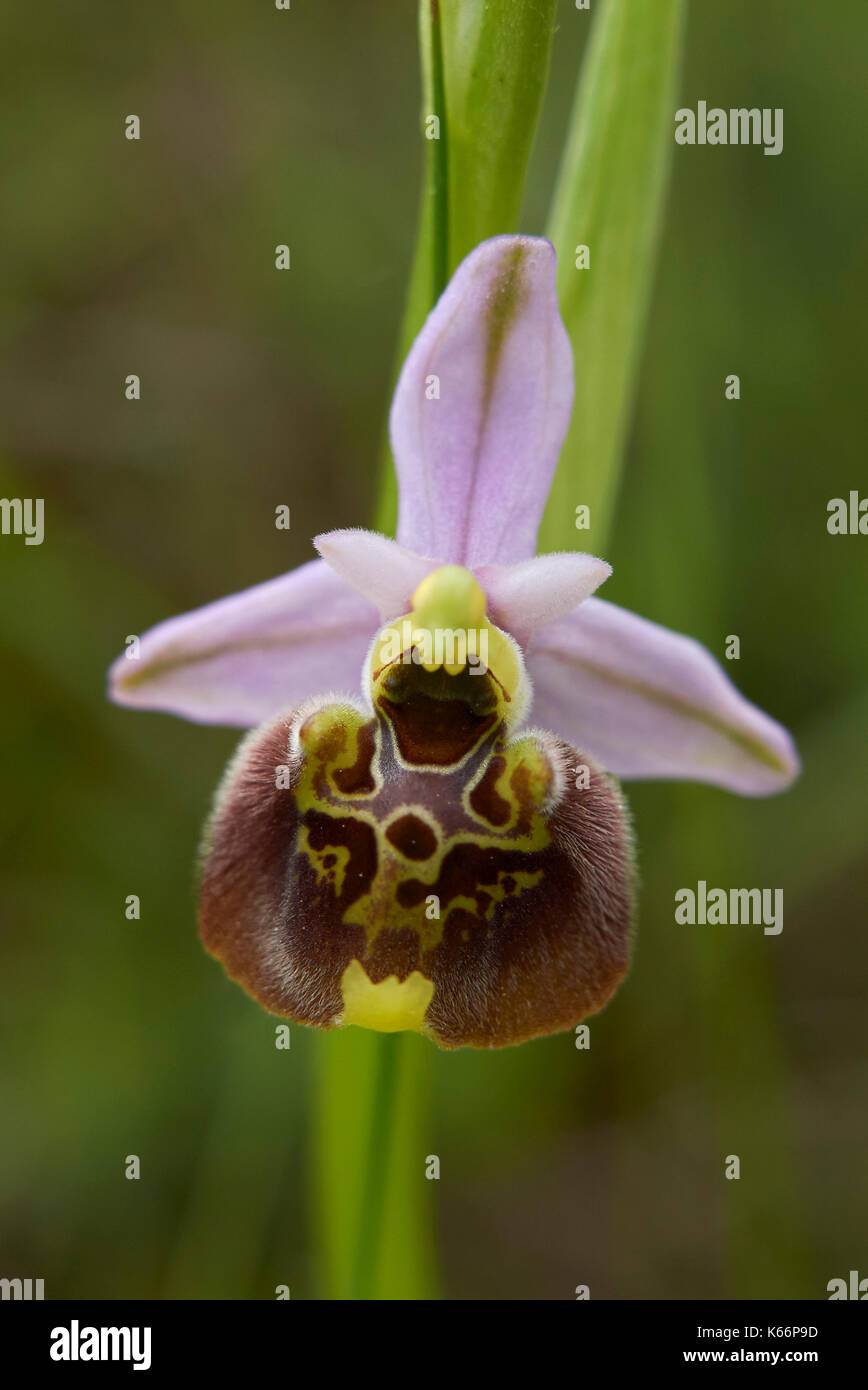 Ophrys apifera close up Stock Photo - Alamy
