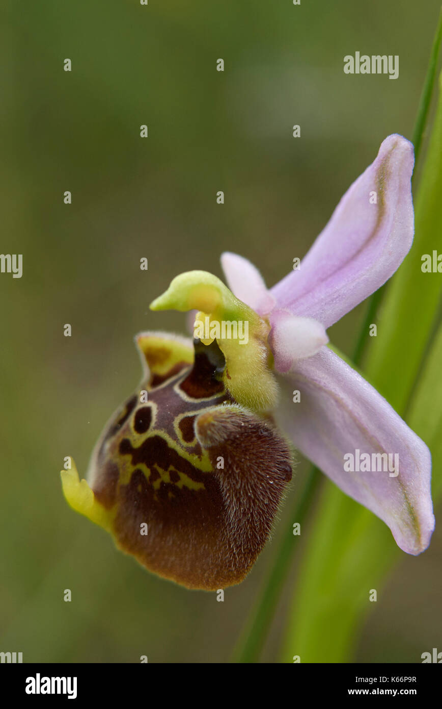 Ophrys apifera spring hi-res stock photography and images - Alamy