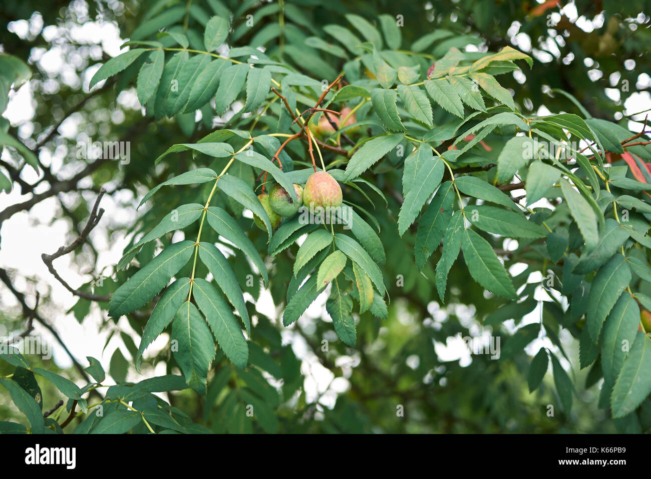 Sorbus domestica hi-res stock photography and images - Alamy