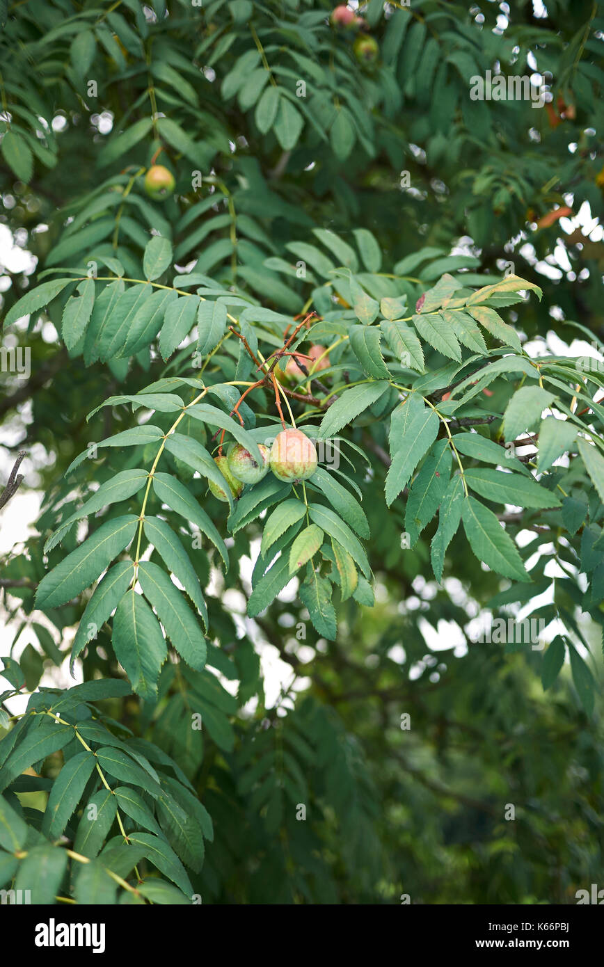 Sorbus domestica f pyrifera hi-res stock photography and images - Alamy
