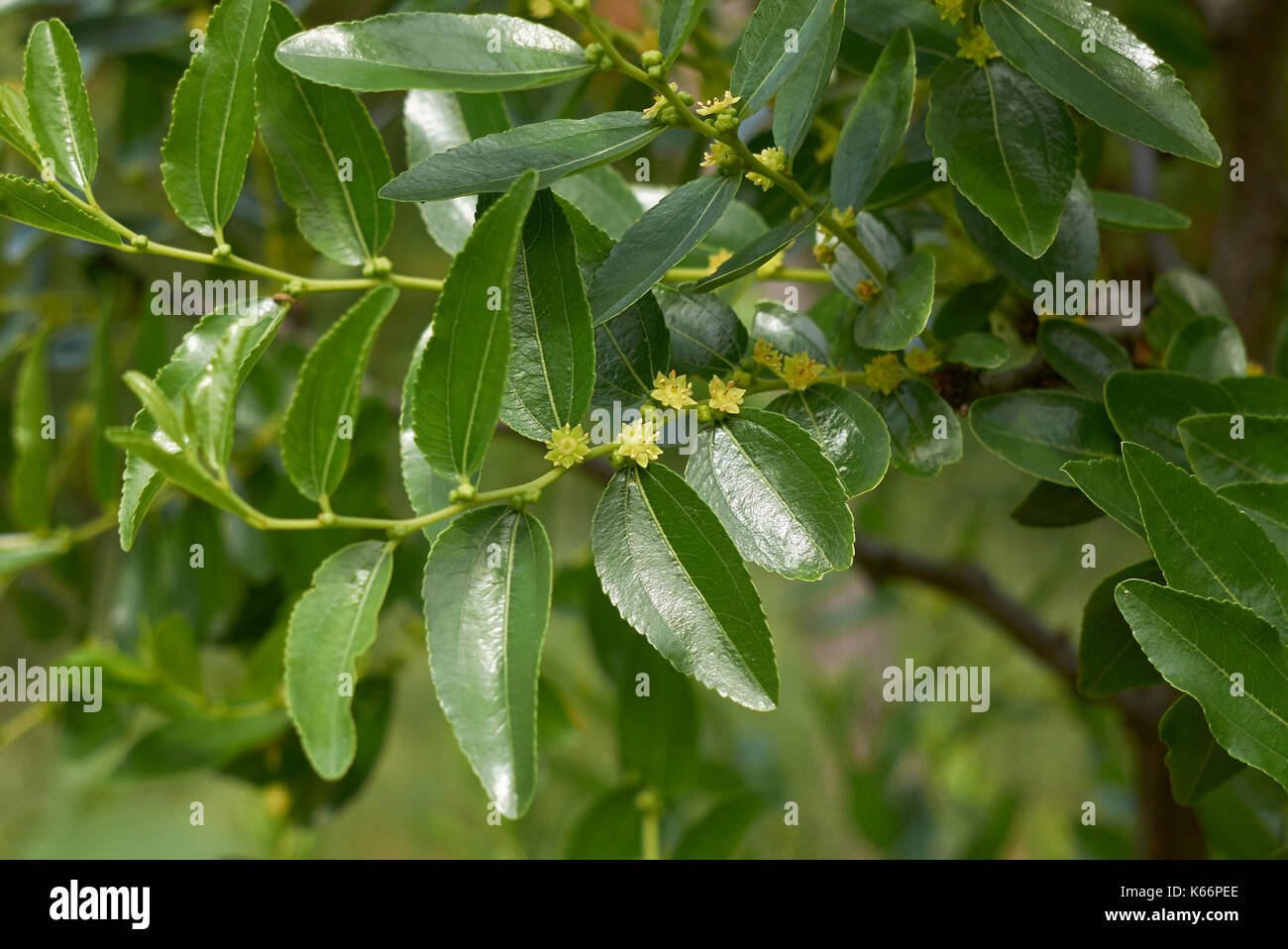 Jujube blooming hi-res stock photography and images - Alamy