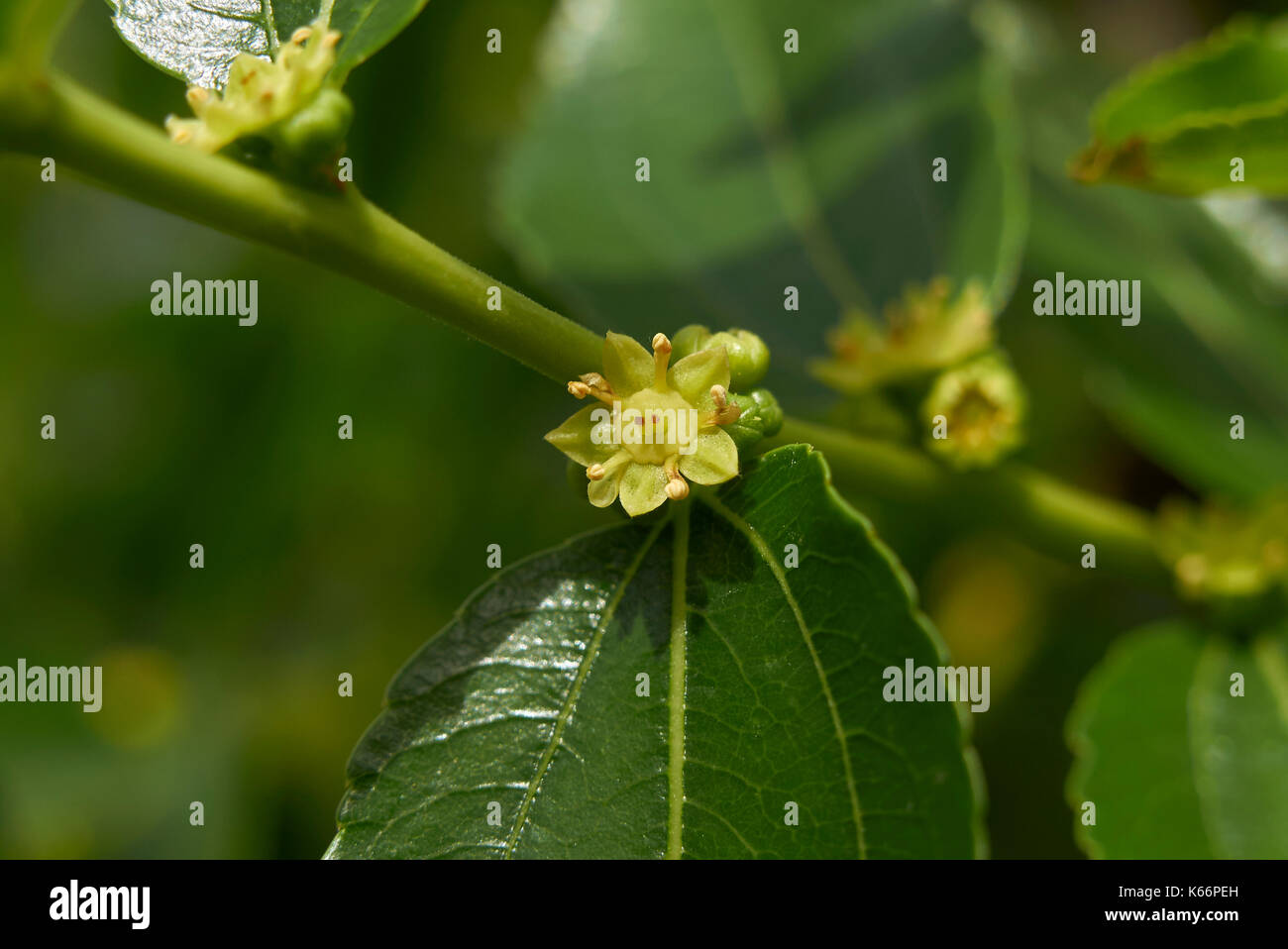 Jujube blooming hi-res stock photography and images - Alamy
