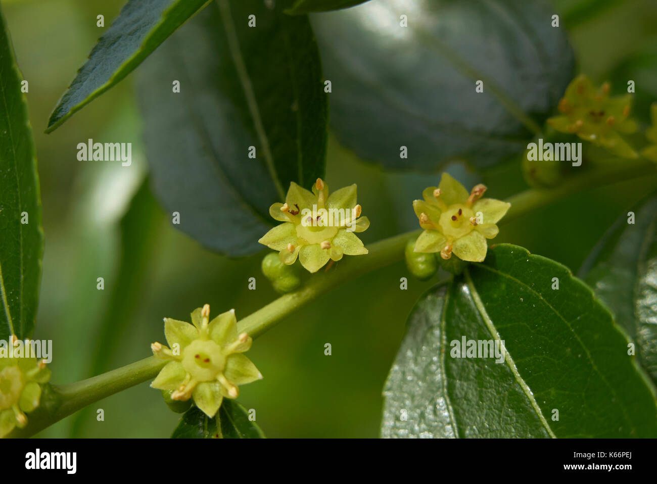 Jujube blooming hi-res stock photography and images - Alamy
