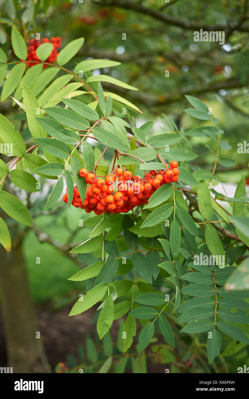 Kewensis hi-res stock photography and images - Alamy