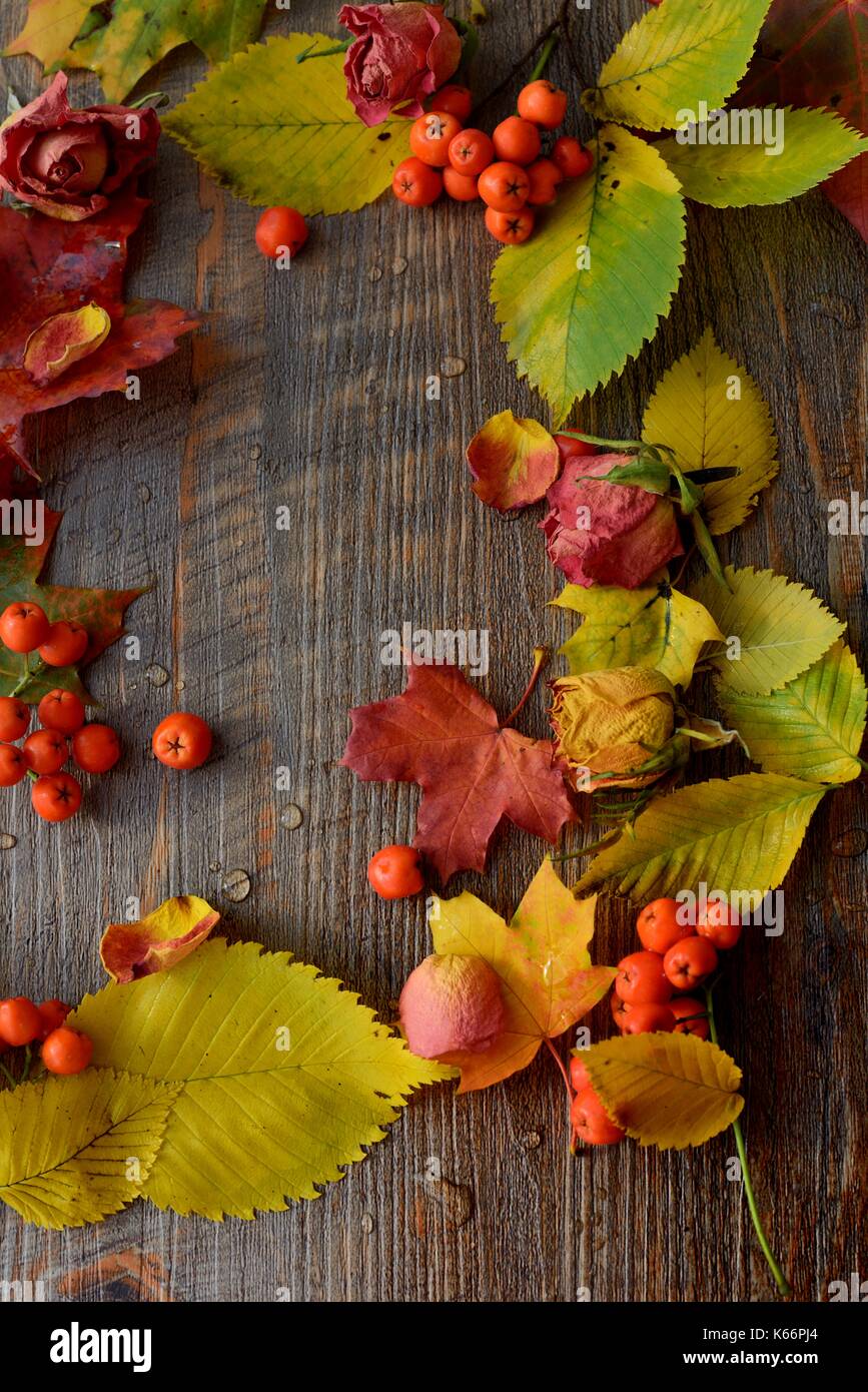 Maple leaves composition hi-res stock photography and images - Alamy