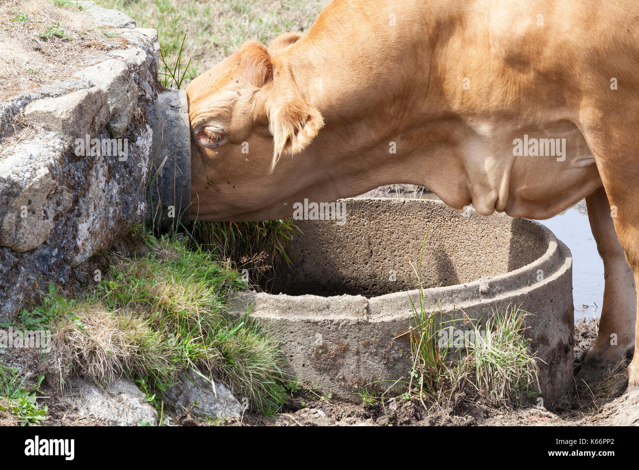 Intelligent Limousin beef cow drinking with her nose pushed inside a ...