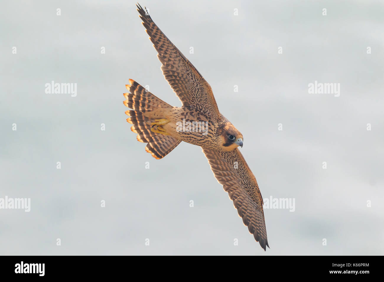 Peregrine falcon (Falcon peregrinus Stock Photo - Alamy