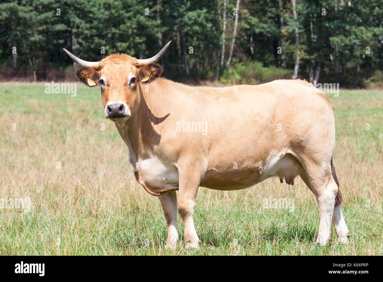Curious brown Parthenaise or Parthenais beef cow looking at camera in a ...