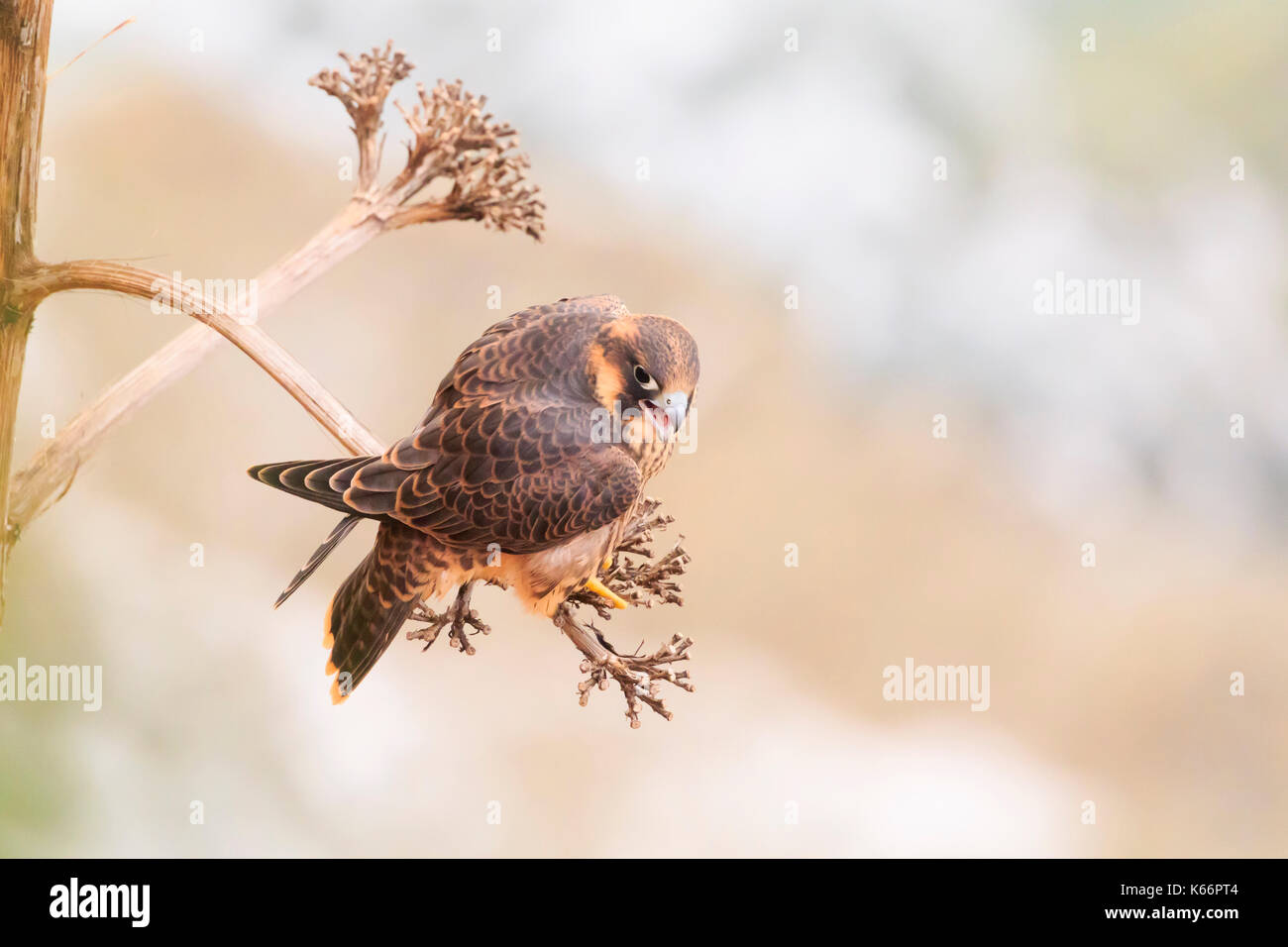 Brown falcon fastest animals hi-res stock photography and images - Alamy