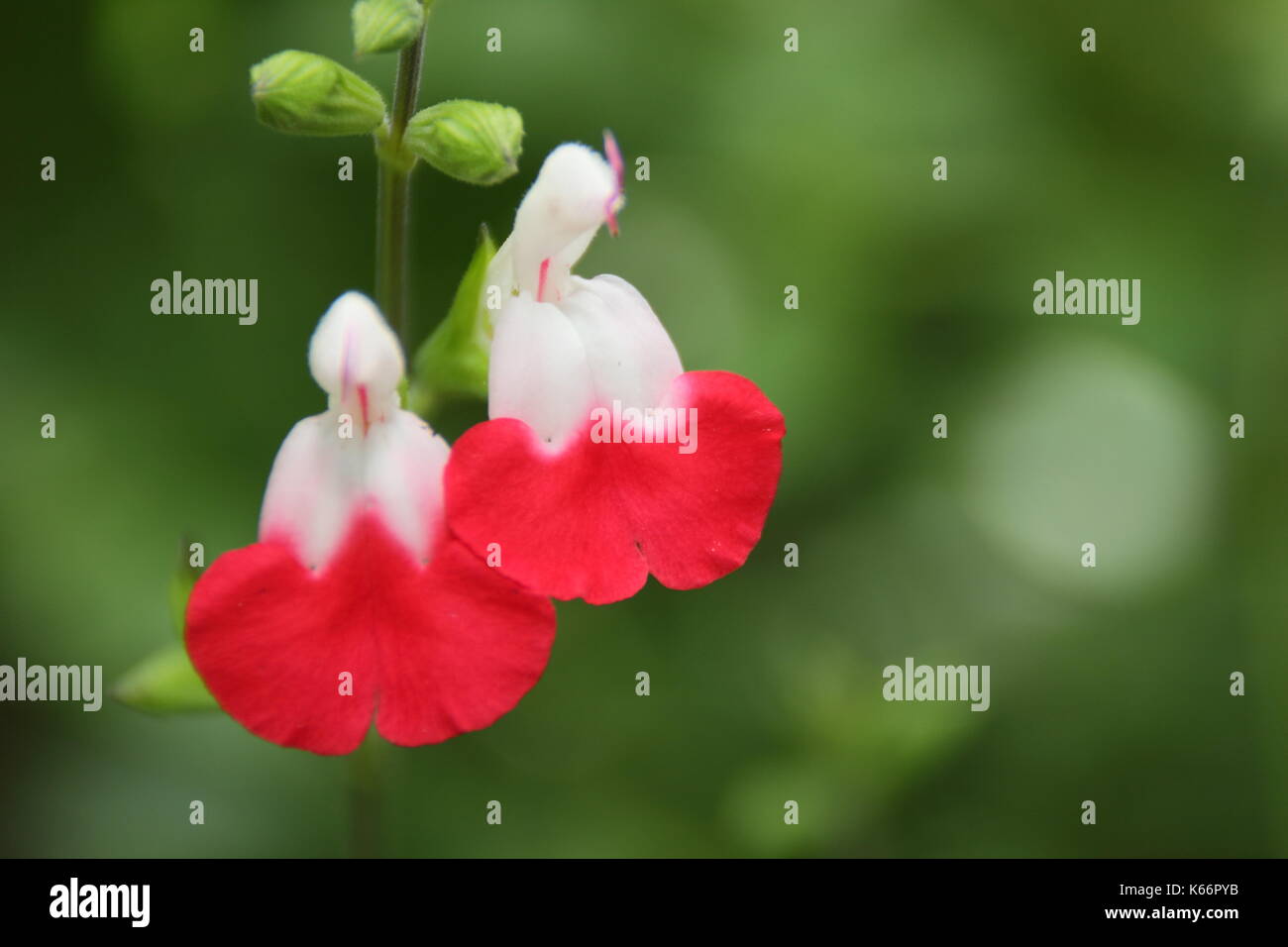 Salvia x jamensis ‘hot lips’ hi-res stock photography and images - Alamy