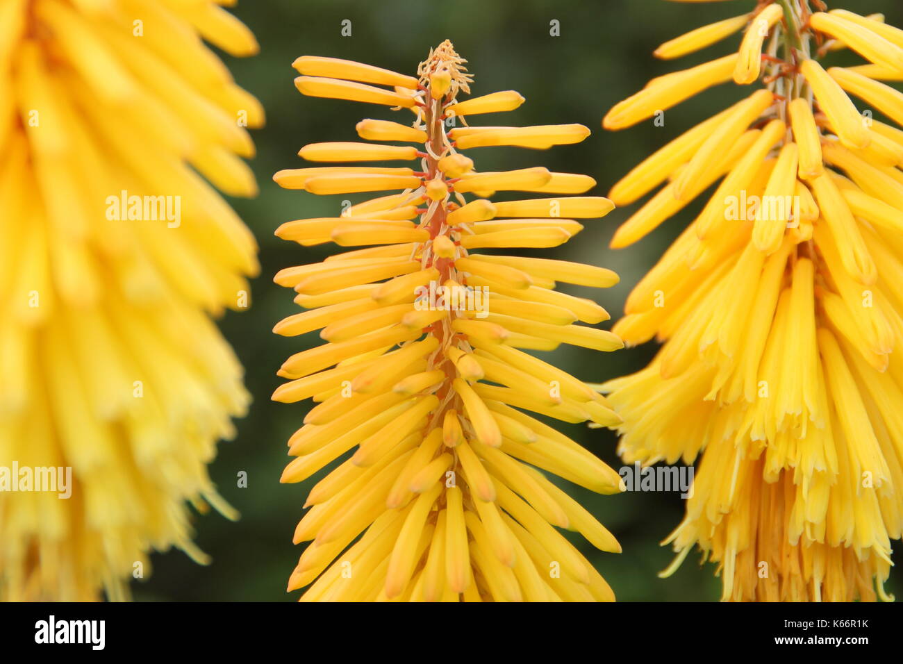 Kniphofias close up hi-res stock photography and images - Alamy