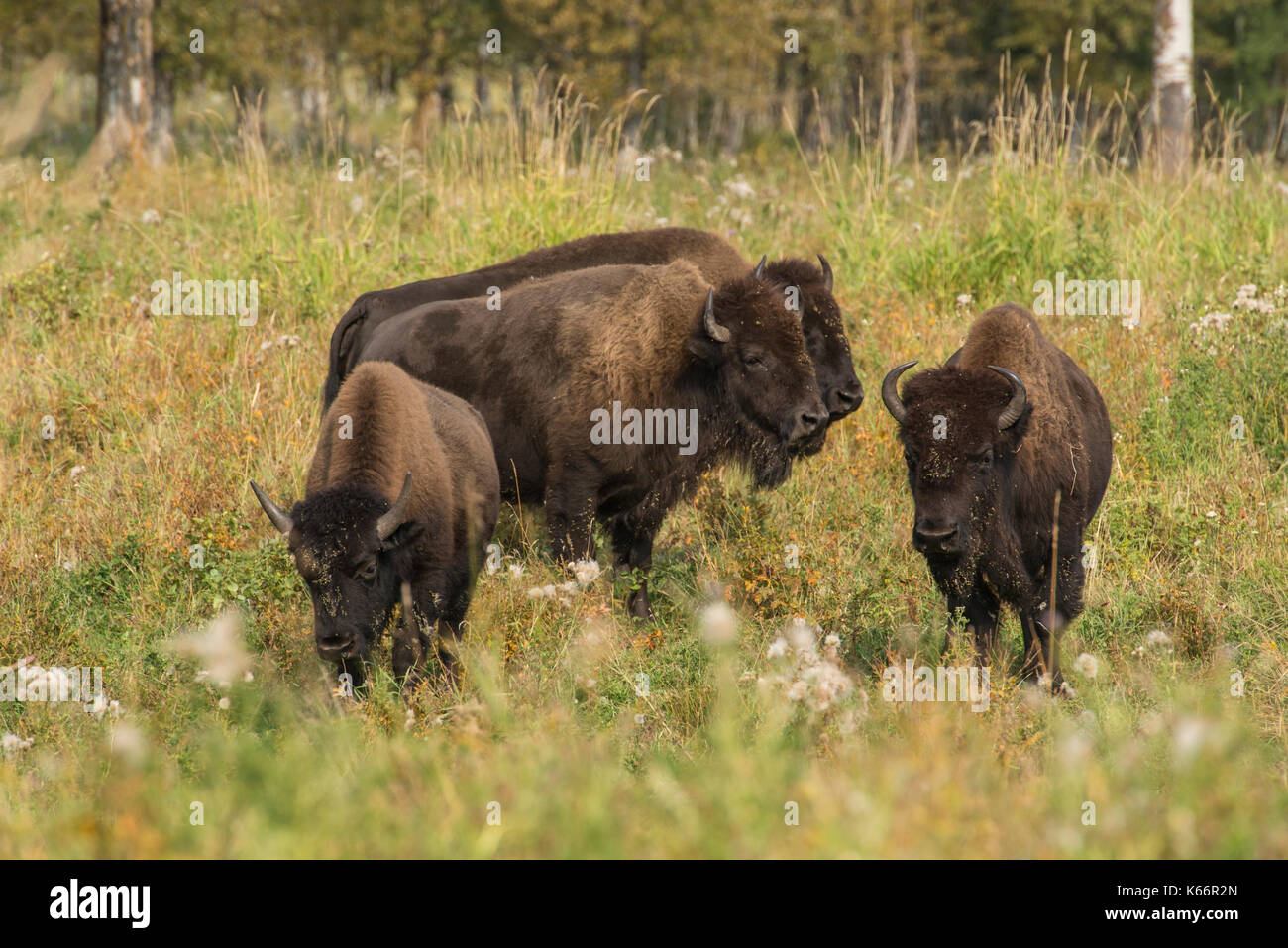 American Bison standing in a group during Autumn in Elk Island National ...