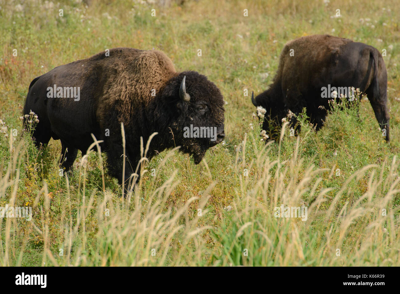 American Bison standing in a group during Autumn in Elk Island National ...