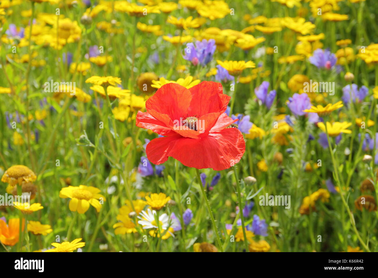 English poppy hi-res stock photography and images - Alamy