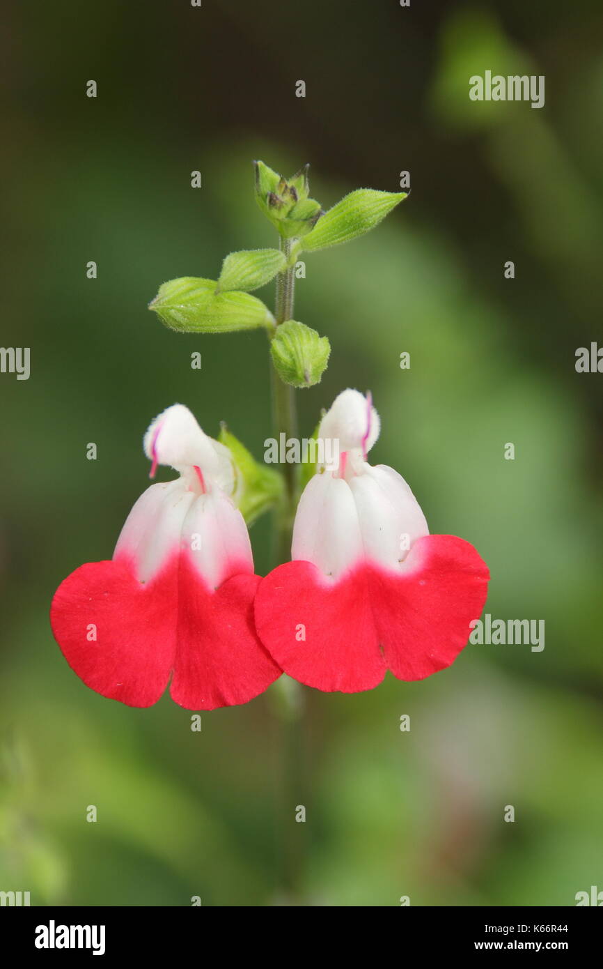Salvia Microphylla Hot Lips Stock Photos & Salvia Microphylla Hot Lips ...