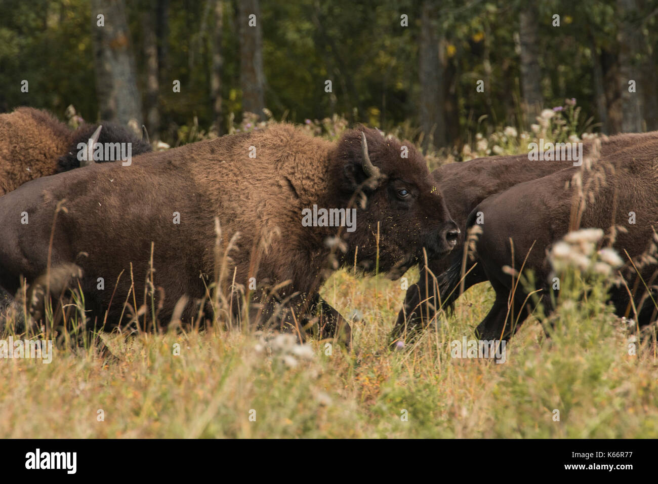 Stampede bison hi-res stock photography and images - Alamy