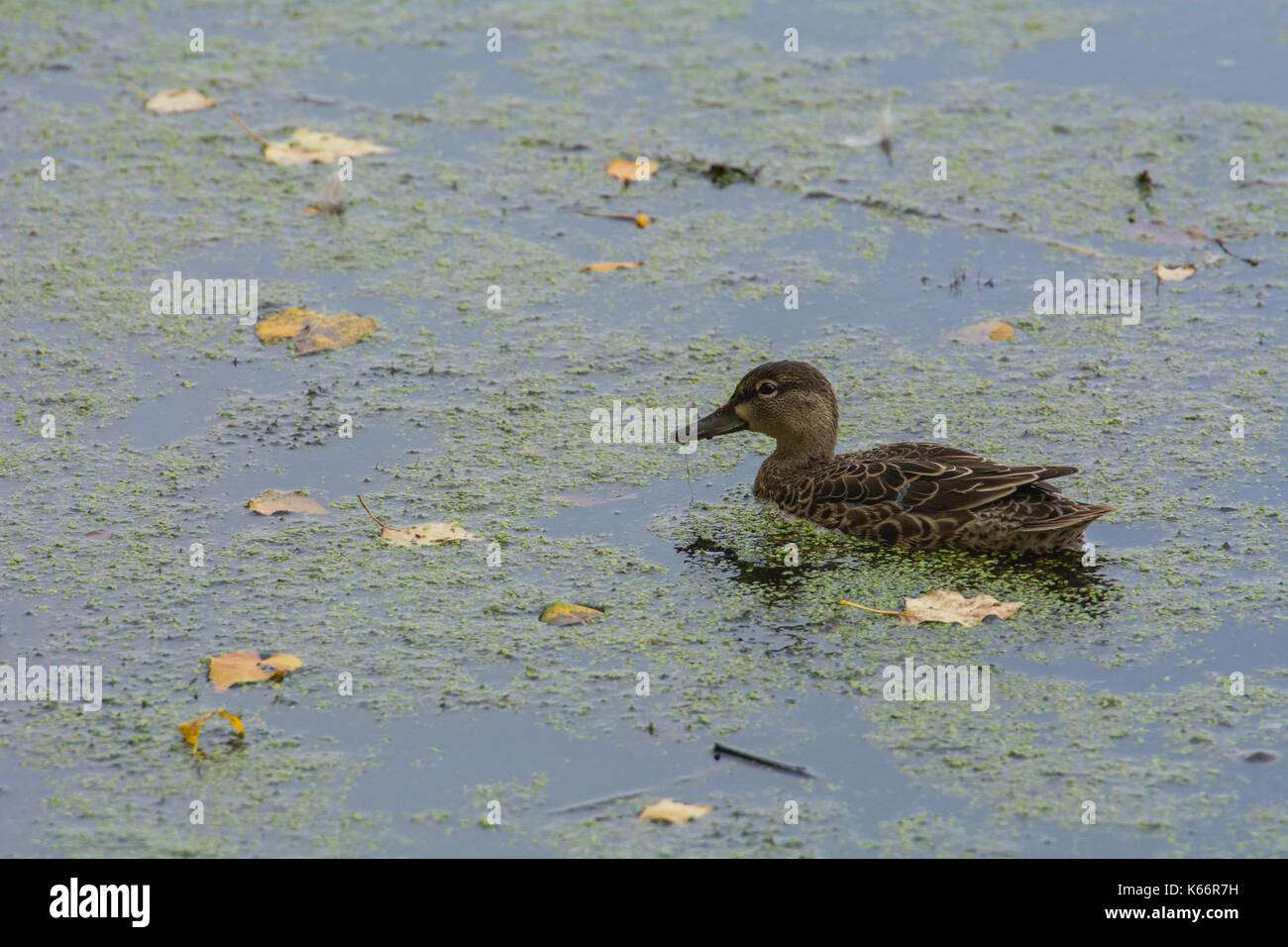 American Black Duck (Anas rubripes) swimming through an algae covered ...