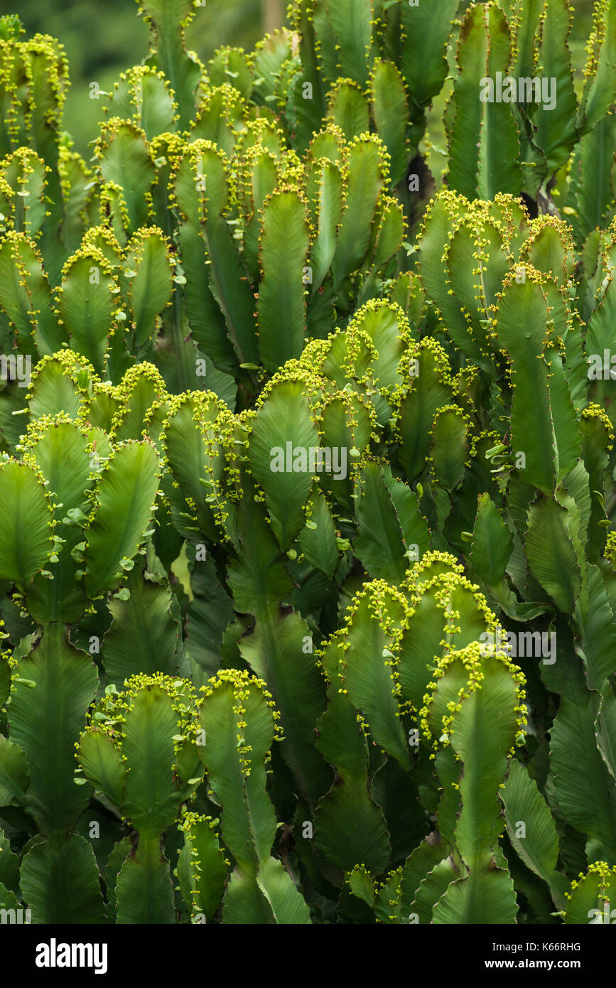 Candelabra Tree (Euphorbia candelabrum) detail of branches, Kenya Stock ...