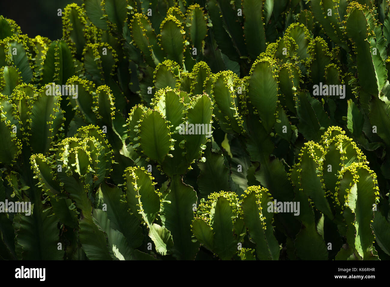 Candelabra tree hi-res stock photography and images - Alamy