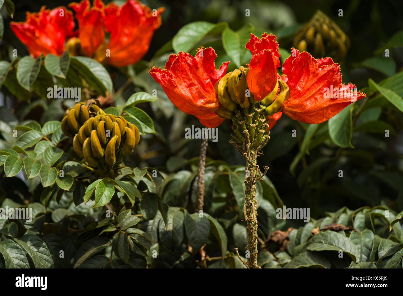 African tuliptree (Spathodea campanulata) orange red flowers in bloom ...