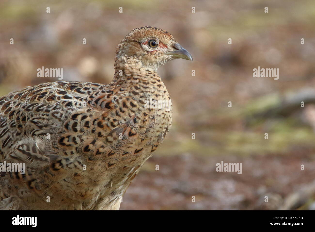 Young pheasant hi-res stock photography and images - Alamy