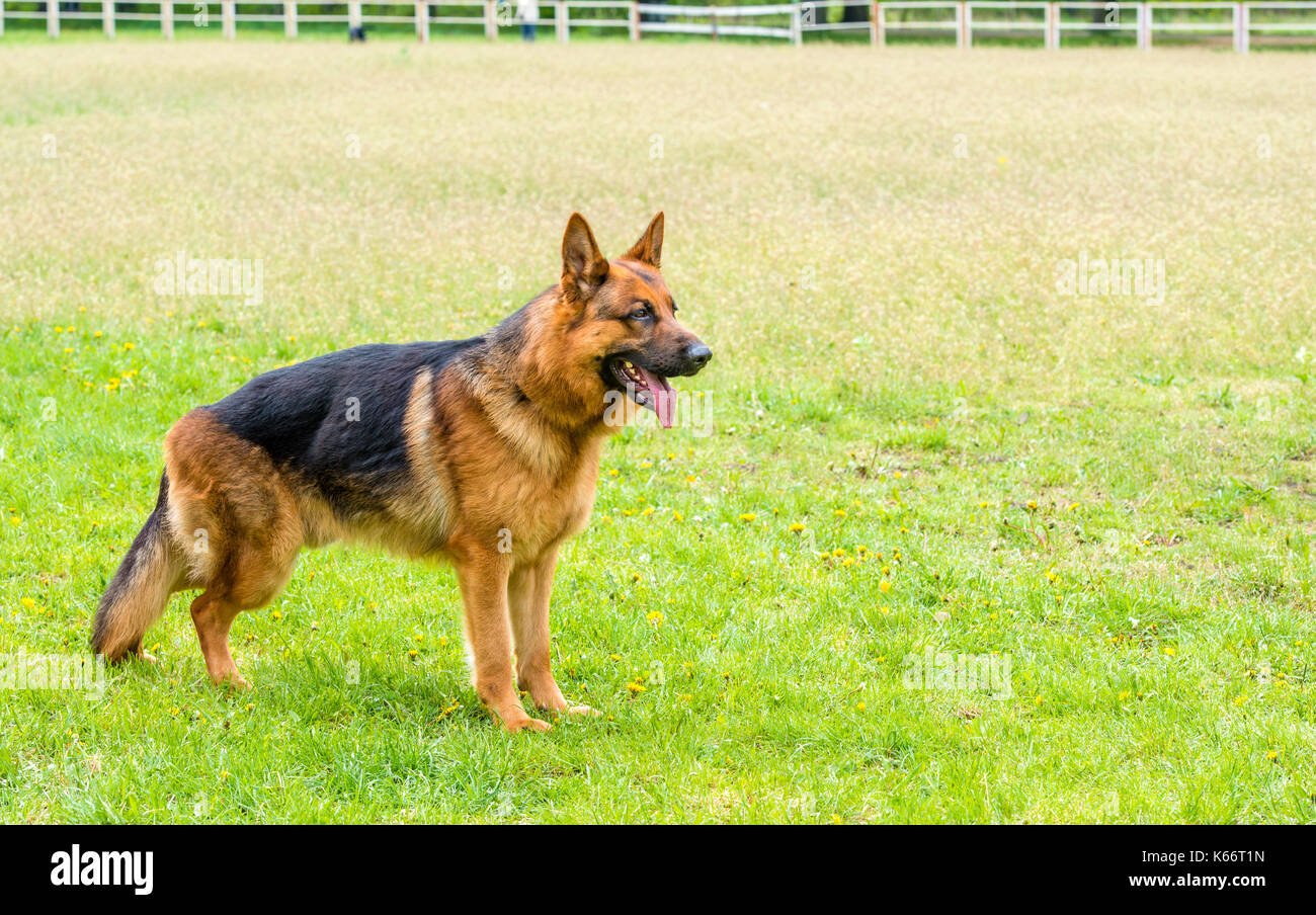German shepherd ready. The German shepherd is on the grass field Stock ...