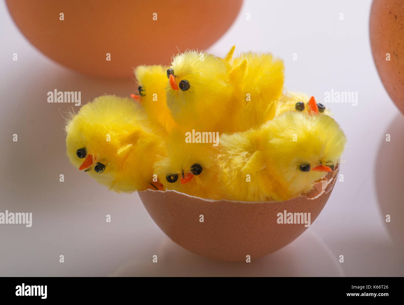 Chicklings in the shell Stock Photo - Alamy