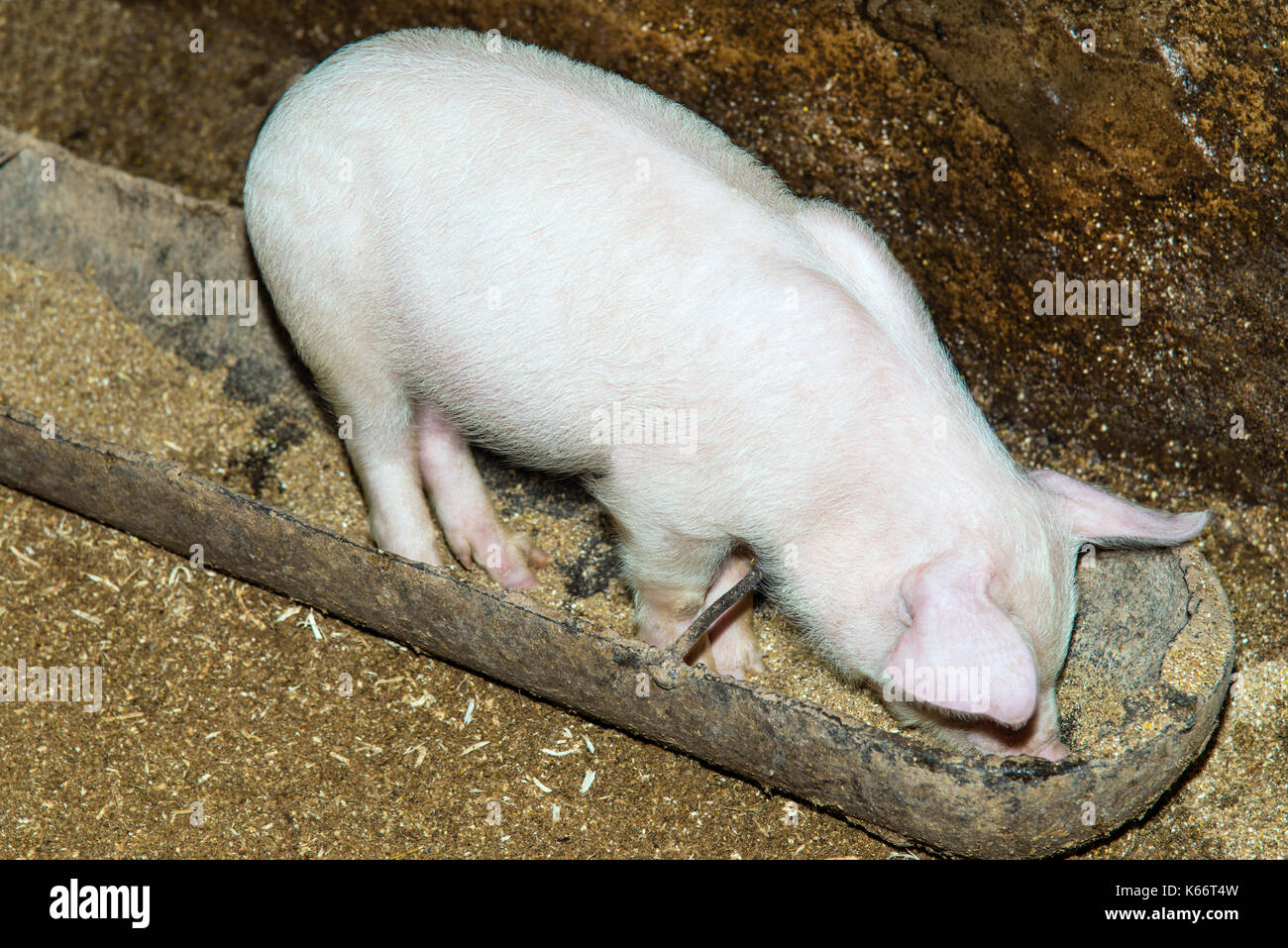 Young white pigs in hi-res stock photography and images - Alamy