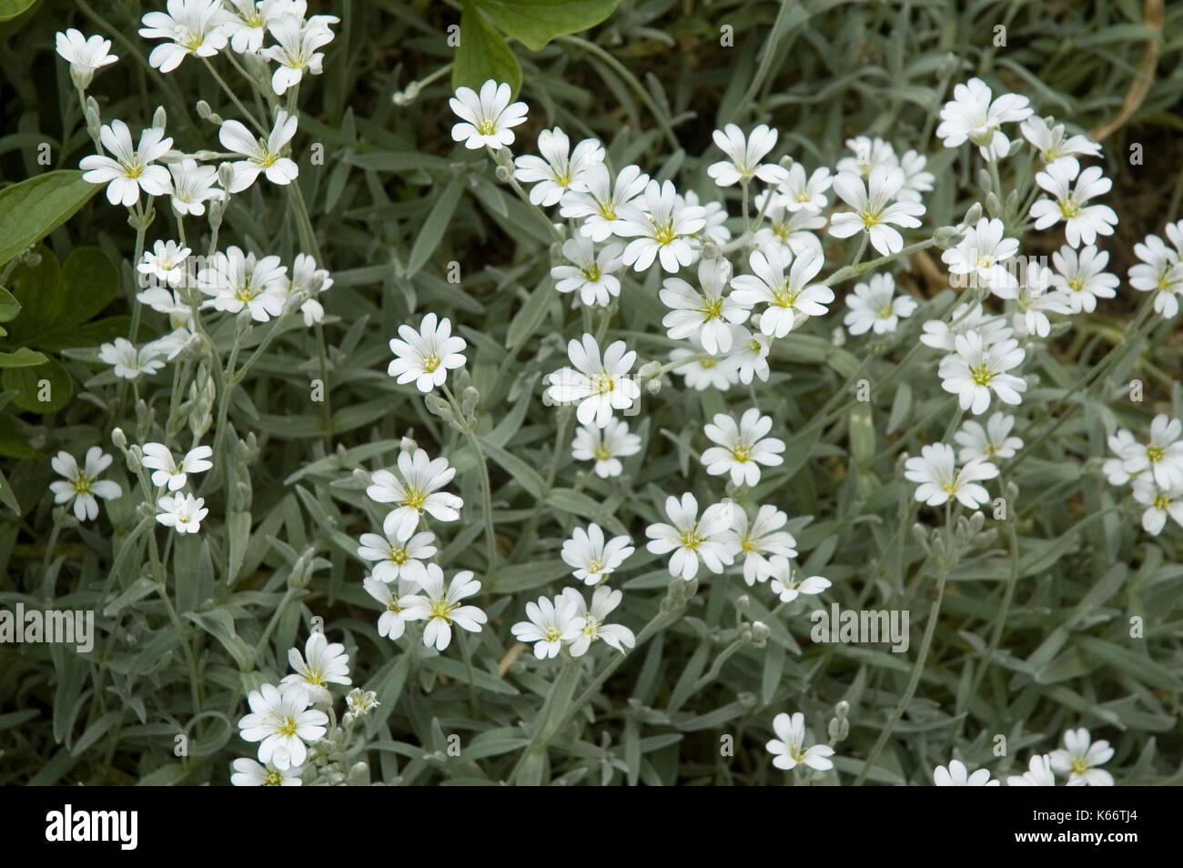 Snow in summer ground hi-res stock photography and images - Alamy