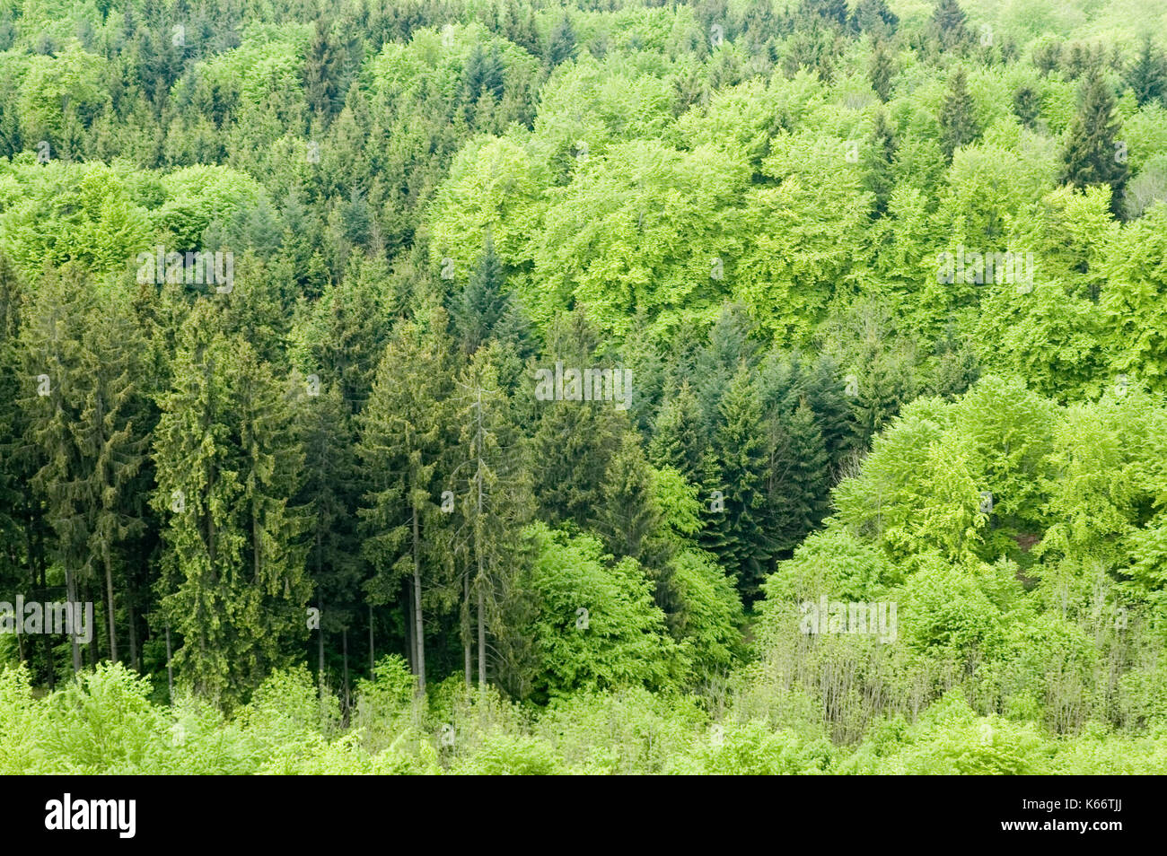 Mixed forest hi-res stock photography and images - Alamy