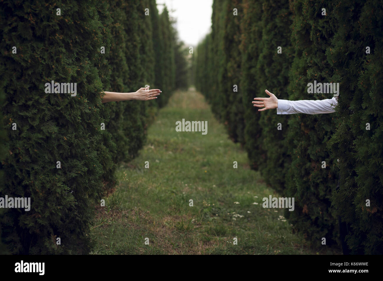 Arms of man and woman reaching from hedges Stock Photo - Alamy