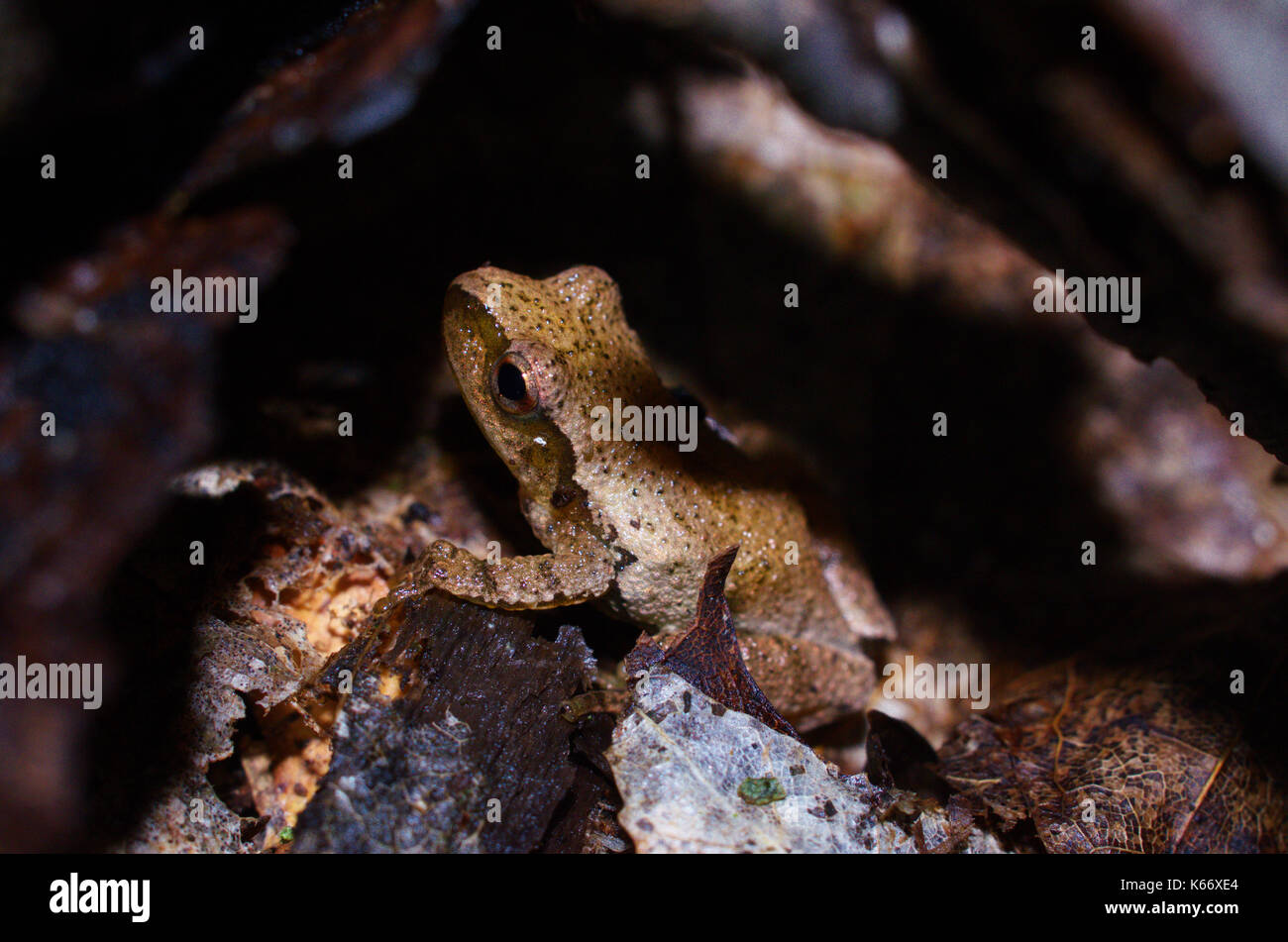 Camouflaged peeper tree frog hi-res stock photography and images - Alamy