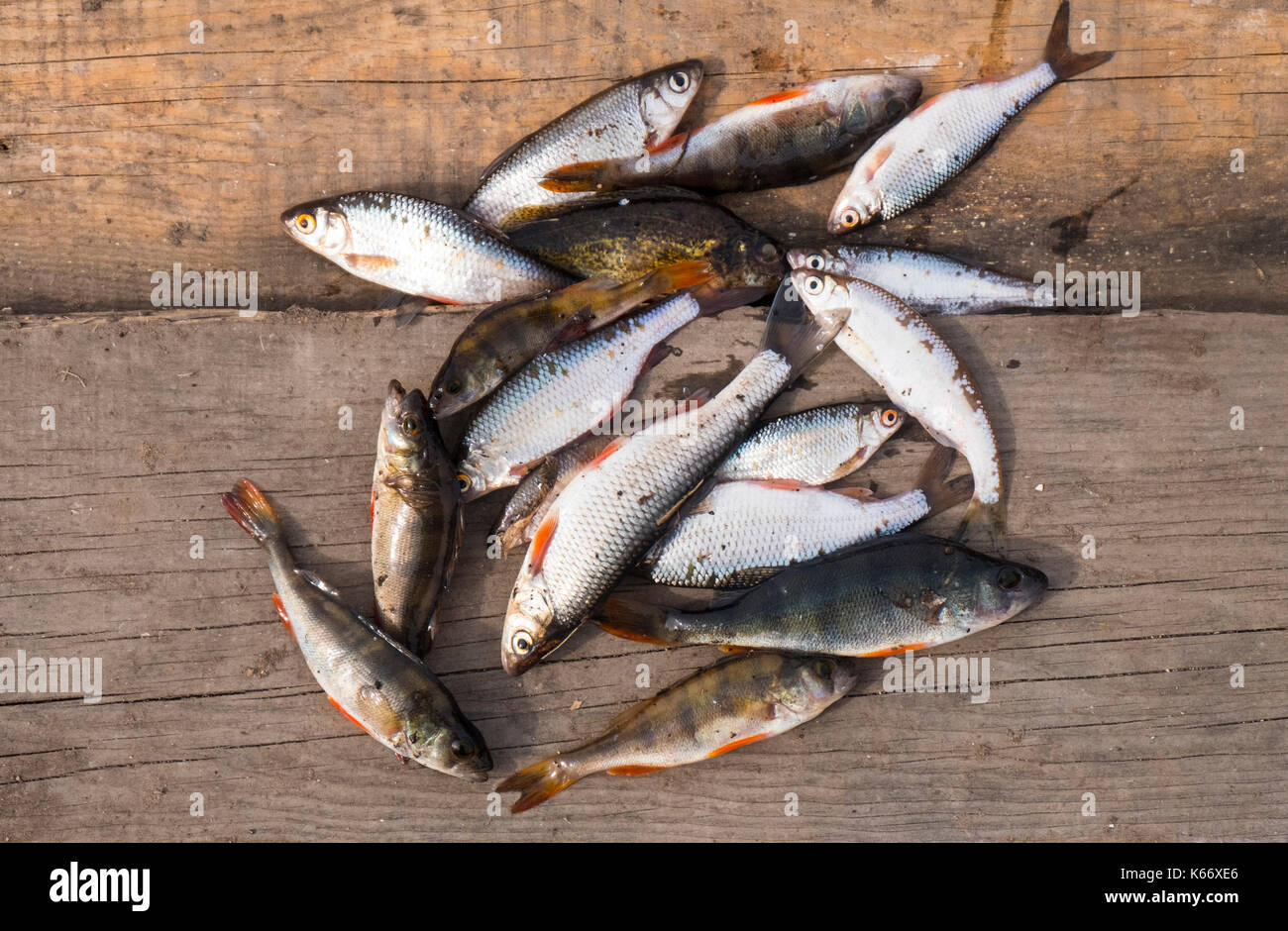 Fisher boards hi-res stock photography and images - Alamy