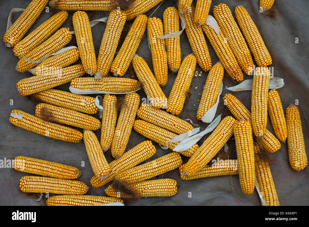 Pile of corn on cob Stock Photo - Alamy
