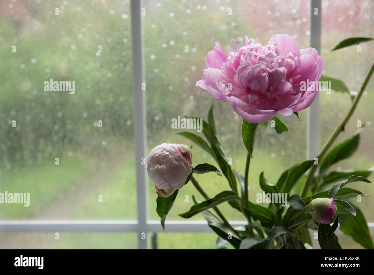 Flowers near rainy window Stock Photo - Alamy